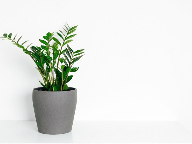 ZAMIOKULKAS: EKSPERTAS PASAKOJA, KAIP PRIŽIŪRĖTI - Mokiblogas