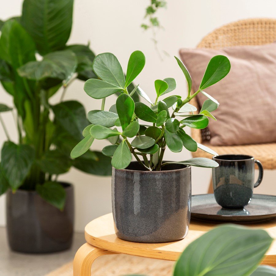 Kambarinis keraminis vazonas SCHEURICH Mystic Grey (900/13), grafito sp., vazono skersmuo 13 cm ...