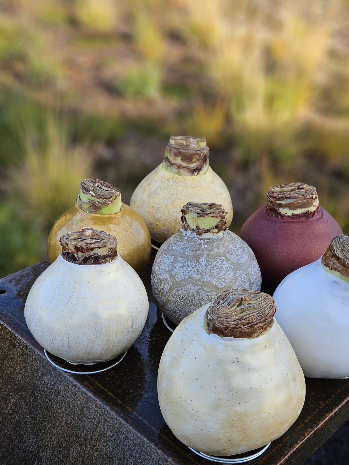 Kambarinis augalas, vaškuotas meilenis (amarilis), Ø 40-42 cm. | MOKI VEŽI